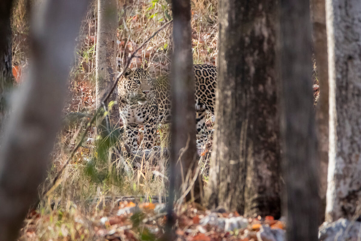 leopardo India - Mis viajes por ahí » Mis viajes por ahí